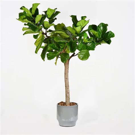 Ficus Tree
