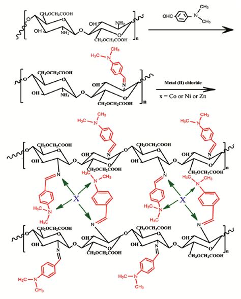Structure Of Carboxymethyl Chitosan Schiff Base And Its Coii Niii Download Scientific