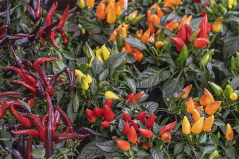 Capsicum Ornemental Annuum Poivrons De Différentes Variétés Et Couleurs