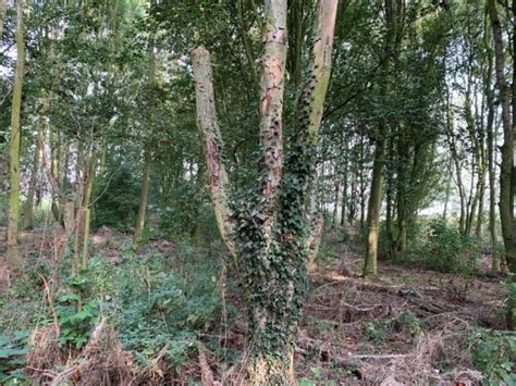 Girdling At Bullens Wood A Management Technique To Thin Trees Forestry Commission