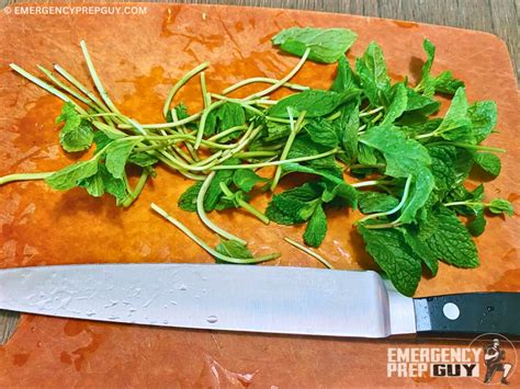 Easy Mint Jelly Canning Recipe A Refreshing Spring Project