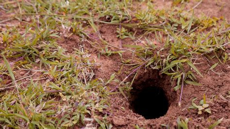 What You Need To Do About Snake Holes In Your Yard