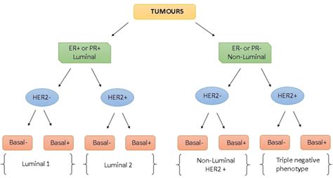 Molecular Classification Of Breast Cancer Based On Geneexpression Download Scientific Diagram