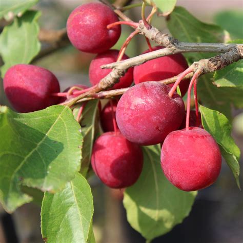 Malus Dolgo Multiplants