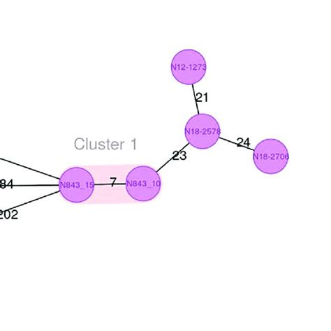 Minimum Spanning Tree Illustrating The Phylogenetic Relationship