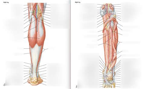 Posterior Leg Id Diagram Quizlet