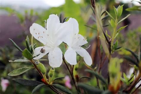Native Azaleas A Beginners Guide The Plant Native