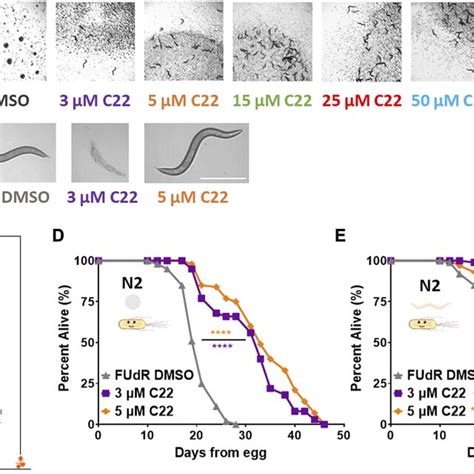 Pdf C22 Disrupts Embryogenesis And Extends C Elegans Lifespan