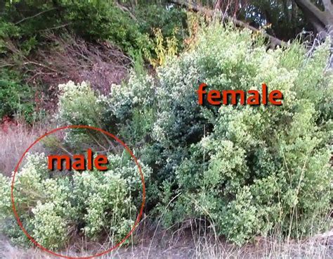 Coyote Bush Home Ground Habitats
