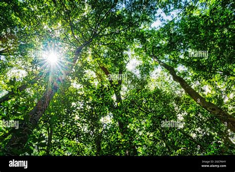 The Canopy Of The Largest Intact Tract Of Old Growth Bottomland