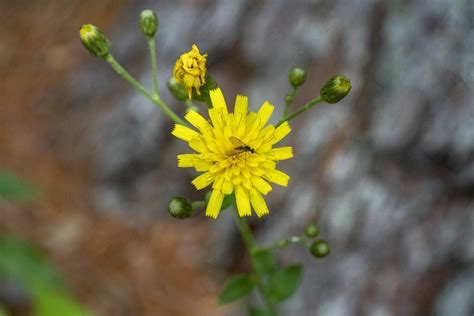 Hawkweed Visitor Wednesday Afternoon Under The Broken H… Steve