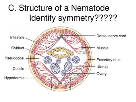 Chapter 15 Pseudocoelomate Animals Kingdom Phylum Class Order Ppt