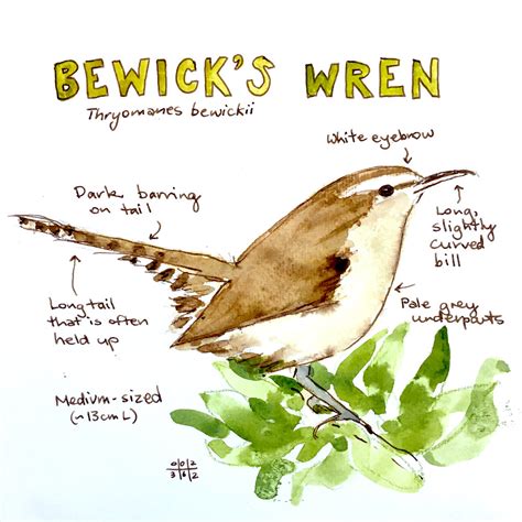 Bewicks Wren Hashiworks