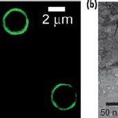 Controlled Release Of Insulin From Glucose Sensitive Enzyme Multilayer