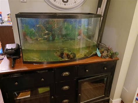 This Shitty Tank Them Joking About The Fish Theyre Murdering Marked