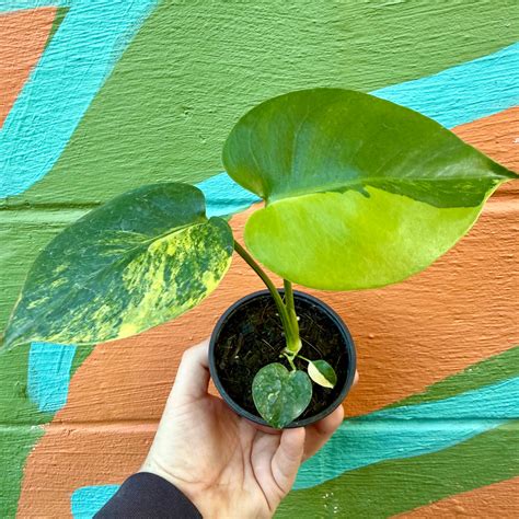 4 Monstera Deliciosa Variegated Aurea Yellow Marilyn Canopy