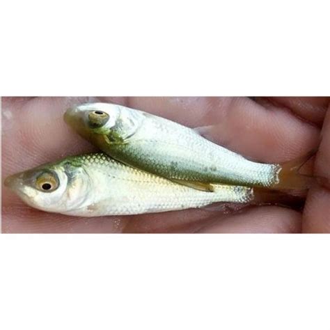 Catla Fish Seed At ₹ 065piece Catla Fish In Bengaluru Id