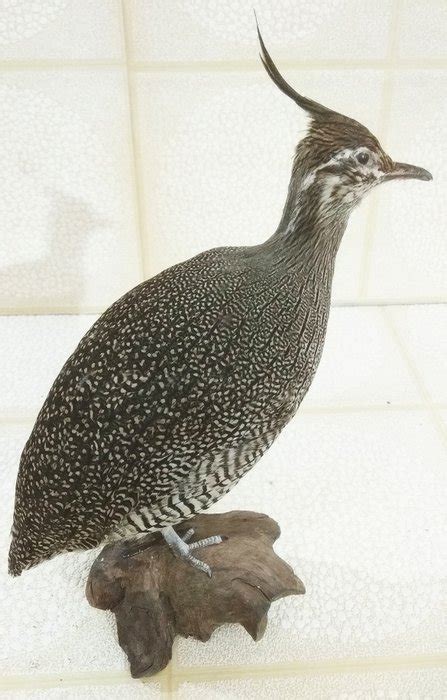 Quebracho Kuif Tinamoe Eudromia Formosa 25×15×40 Cm Catawiki