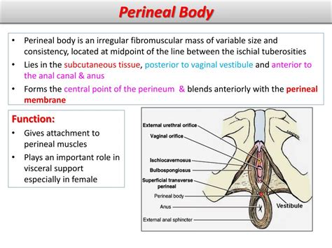 Ppt Female Perineum And External Genitalia Powerpoint Presentation