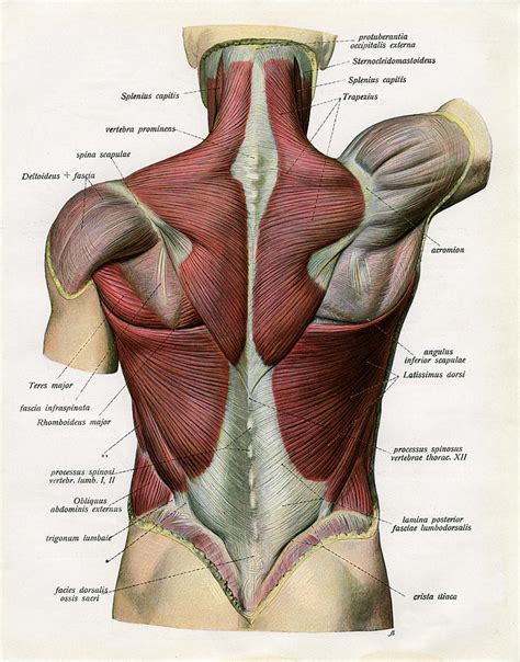 Human Anatomy Back Muscles 1962 Vintage Human Anatomy Anatomy Print