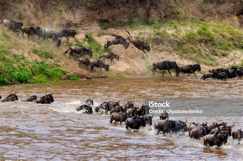 Wildebeest Crossing The Mara River In Serengeti National Park Tanzania
