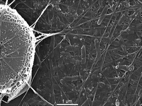 Bacteria Diatom Interactions Welcome To The Fascinating World Of Microbes
