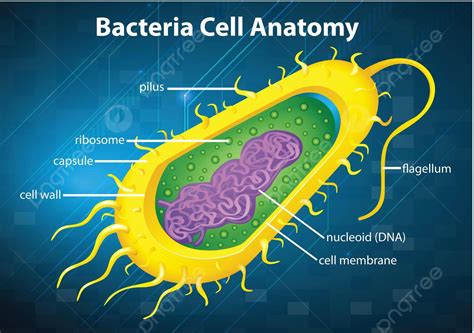 Bacteria Cell Structure Science Gram Microscope Vector Science Gram