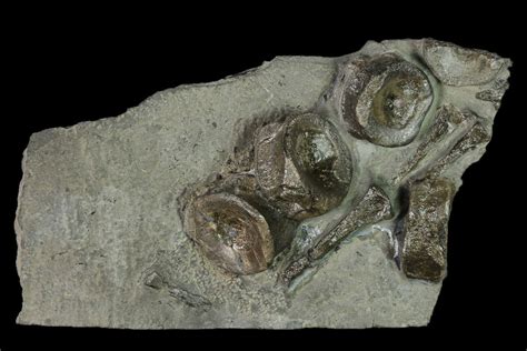 5 6 Plate Of Fossil Ichthyosaur Bones Germany 150338 For Sale