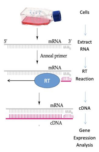 Analysis Of Gene Expression Flashcards Quizlet