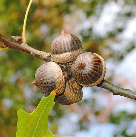 Premium Photo Close Up Of Shell On Tree