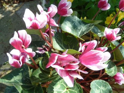 Pin Di Yasmin Su Cyclamens
