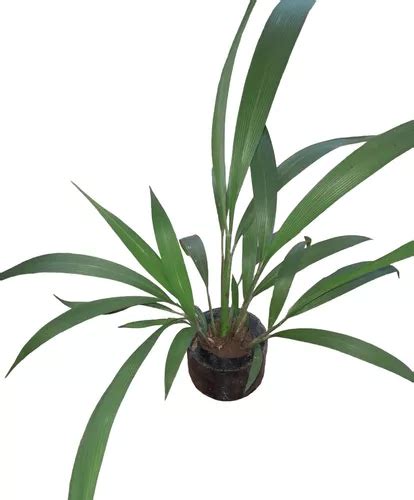 Palmera Setaria Sulcata X5 Mercadolibre