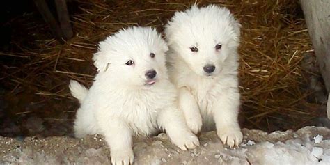 Maremma Sheepdog Temperament Lifespan Shedding Puppy