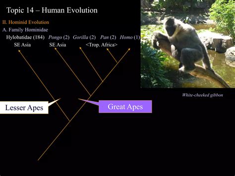 Topic14 Human Evolutionppt