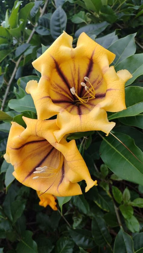 How To Grow Solandra Maxima Earthone