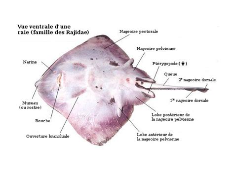 Anatomie Externes