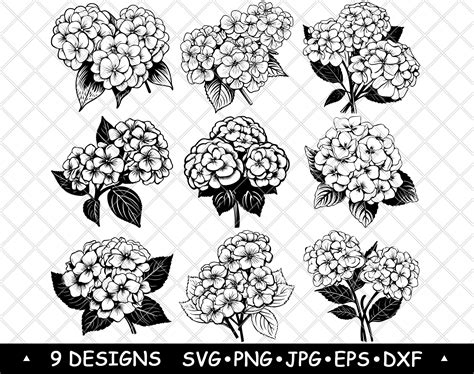Hydrangea Flower Clipart Bundle Elegant Black And White Floral Line Art