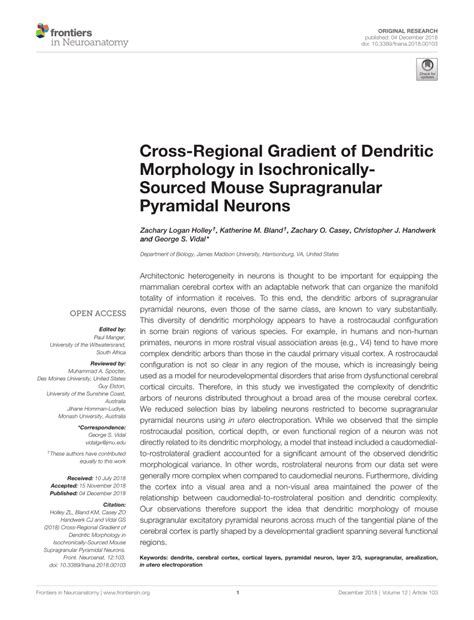 Pdf Cross Regional Gradient Of Dendritic Morphology In Isochronically