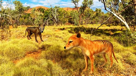 Queensland Tasmanian Tiger