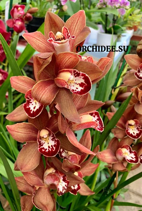 Cymbidium Tangerine Mary ‘brownie Орхидеи
