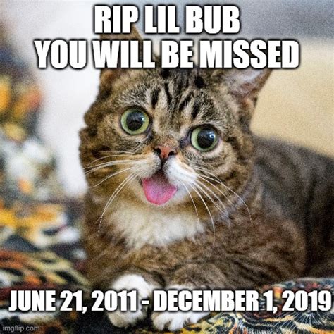 Lil Bub Meme
