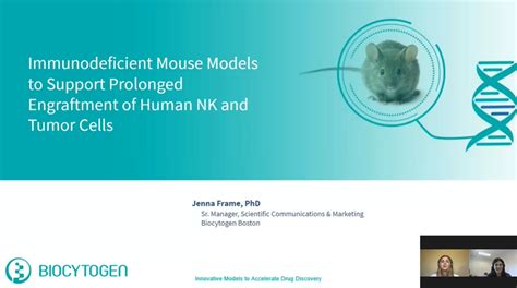 Immunodeficient Mouse Models To Support Prolonged Engraftment Of Human Nk And Tumor Cells