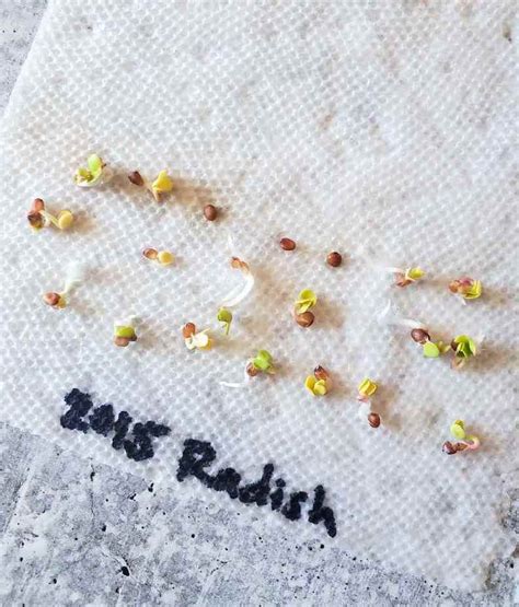 How To Test Seed Germination Easy Paper Towel Method ~ Homestead And Chill