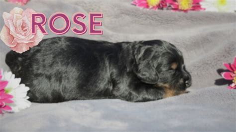 Cockapoo Puppies Or Gold Heart Pups