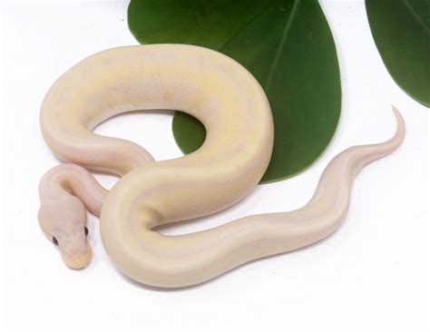 Super Banana Genetic Stripe Male Dynasty Reptiles