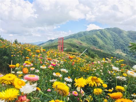 Pu Pha Đin Điểm Du Lịch Không Thể Thiếu Khi đến Pha Đin Tuần Giáo