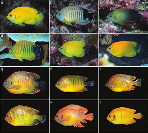 Centropyge Flavissima A Indian Ocean Morph Centropyge Eibli B