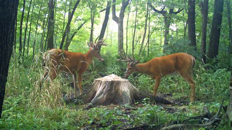 Minerals For Antler Growth Mossy Oak