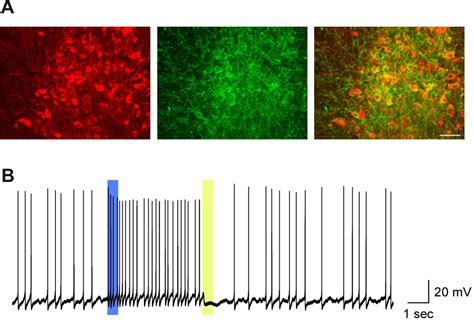 Figure 1 Control Of Serotonin Neural Activity By Light Okinawa