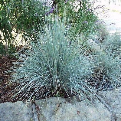 Blue Fescue Ornamental Grass Seeds Festuca Cinerea Glauca Varna 100